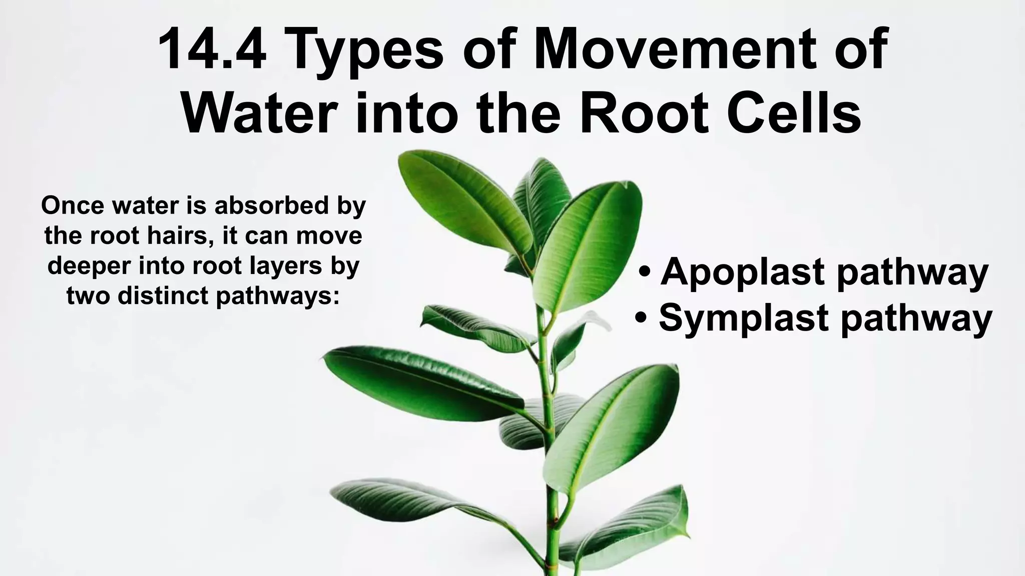 TRANSPORTATION IN PLANTS AND CIRCULATION IN ANIMALS.ppt