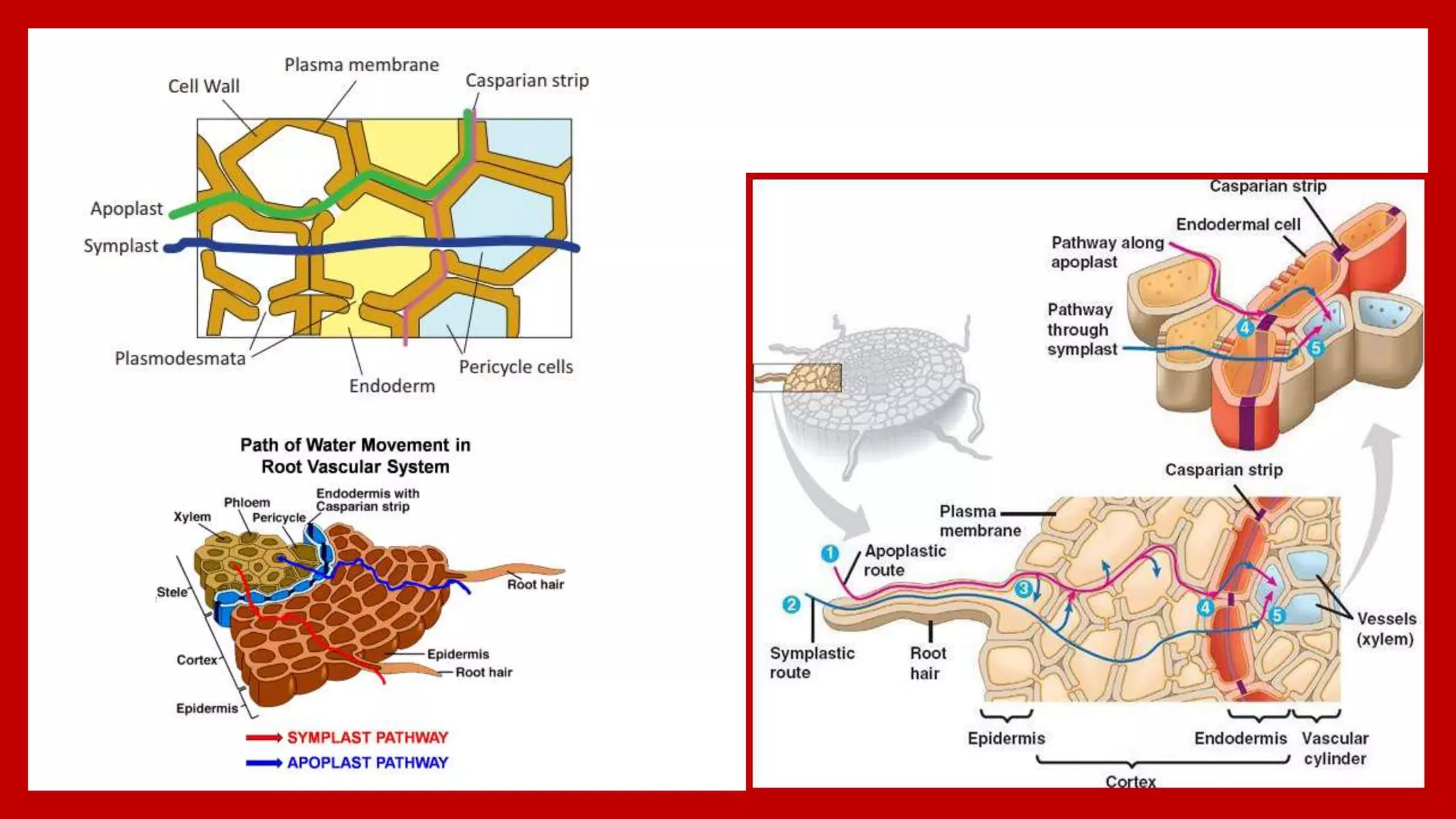 TRANSPORTATION IN PLANTS AND CIRCULATION IN ANIMALS.ppt