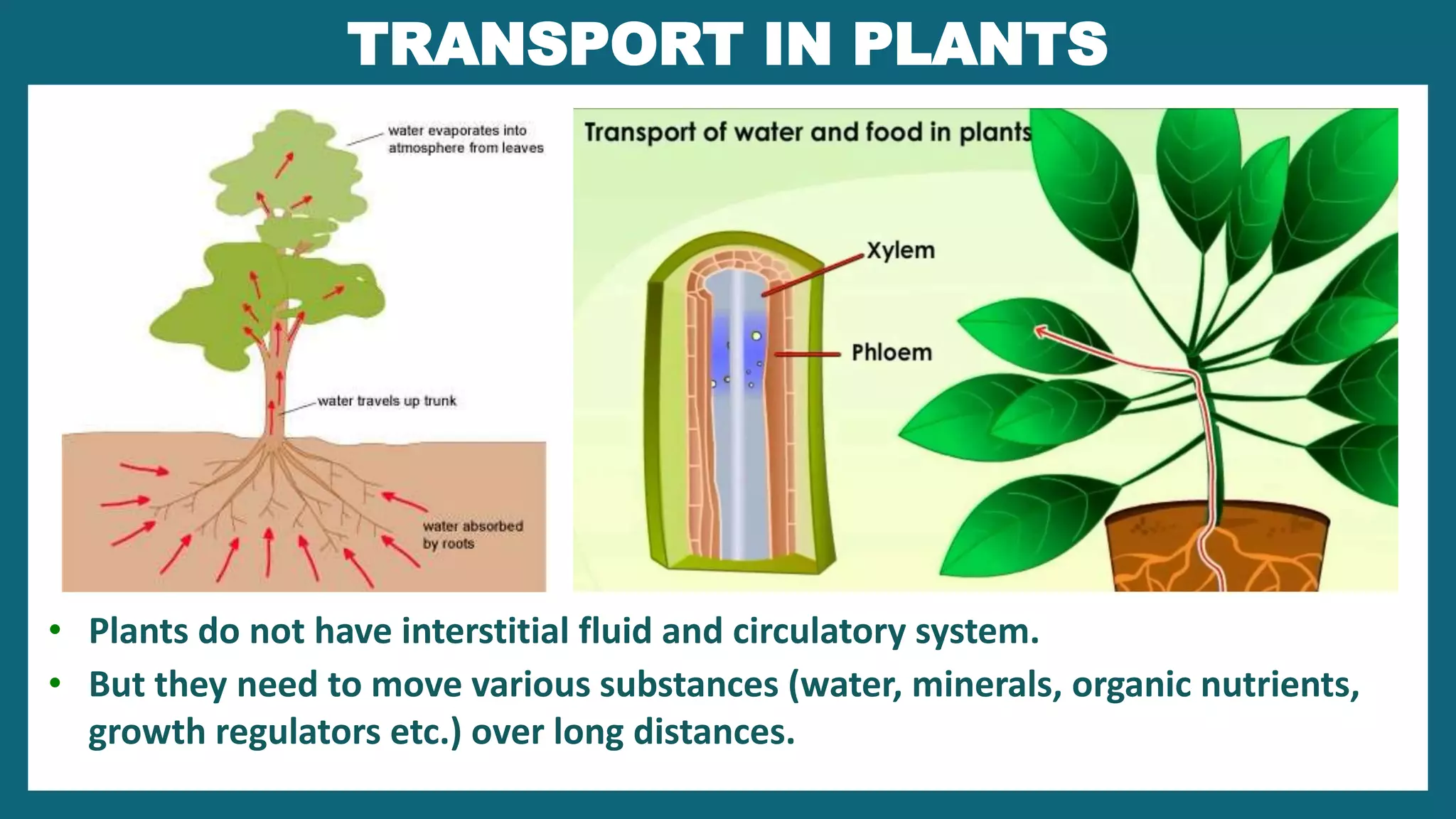 TRANSPORTATION IN PLANTS AND CIRCULATION IN ANIMALS.ppt