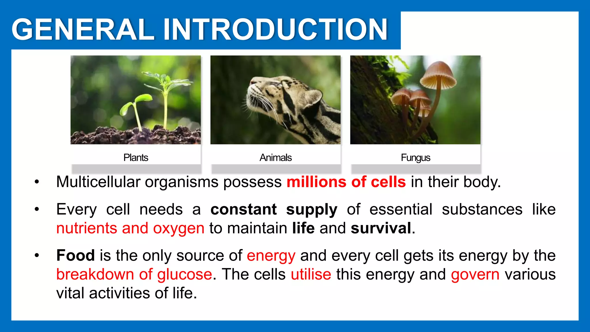 TRANSPORTATION IN PLANTS AND CIRCULATION IN ANIMALS.ppt
