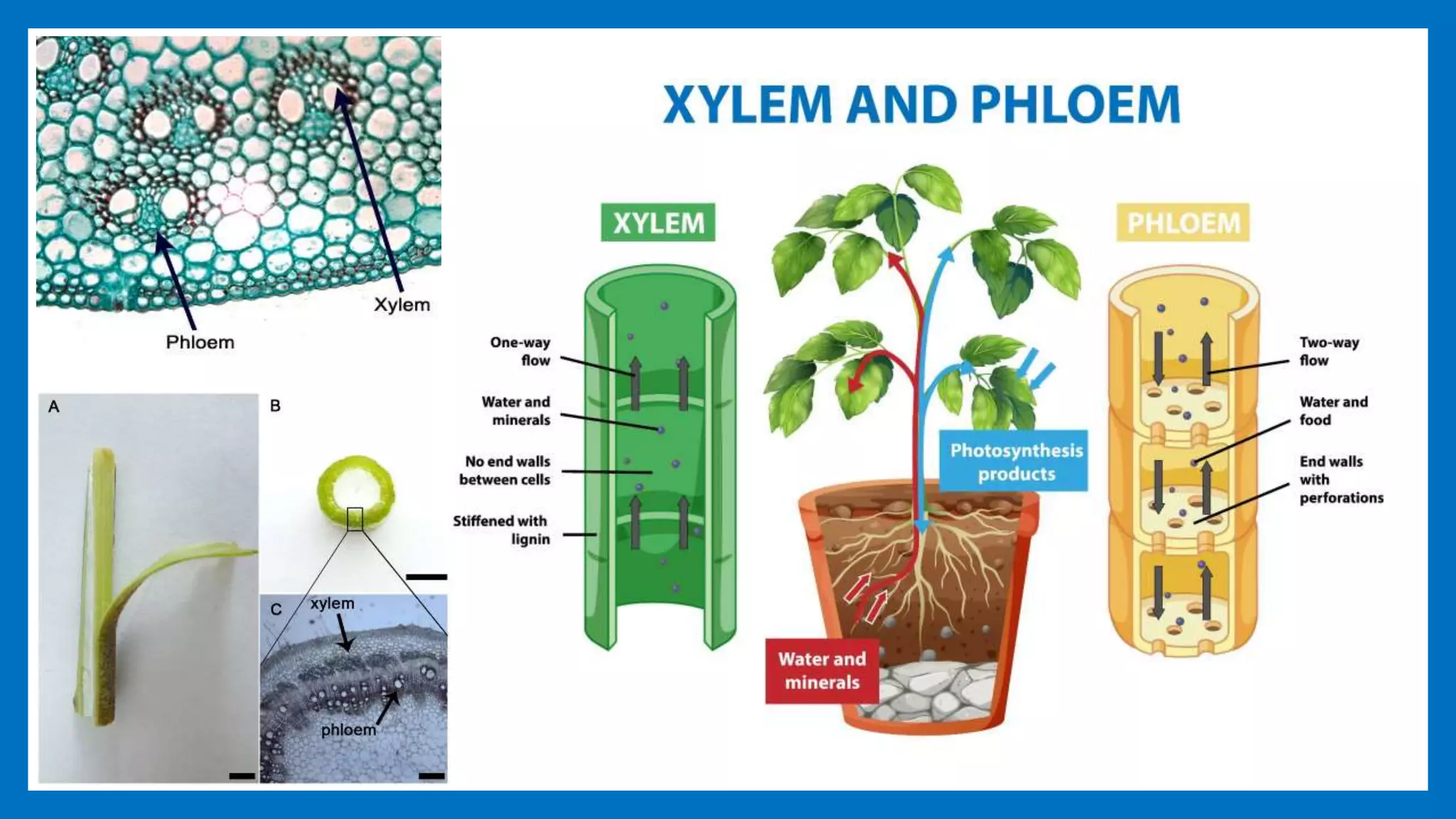 TRANSPORTATION IN PLANTS AND CIRCULATION IN ANIMALS.ppt