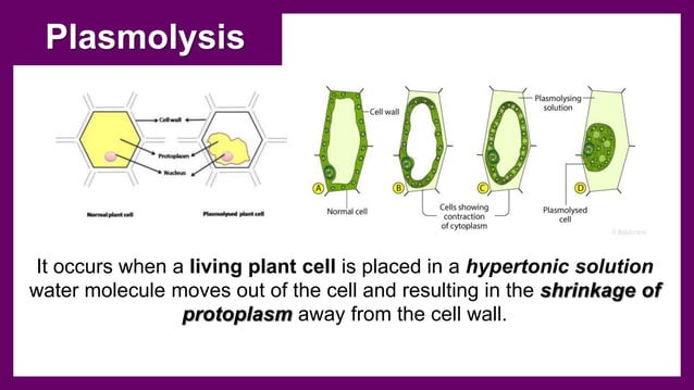 TRANSPORTATION IN PLANTS AND CIRCULATION IN ANIMALS.ppt | Gardening ...