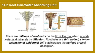 TRANSPORTATION IN PLANTS AND CIRCULATION IN ANIMALS.ppt