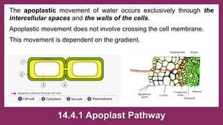 TRANSPORTATION IN PLANTS AND CIRCULATION IN ANIMALS.ppt