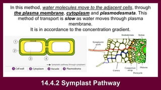TRANSPORTATION IN PLANTS AND CIRCULATION IN ANIMALS.ppt