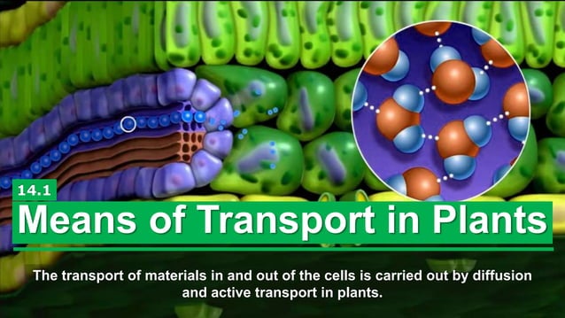TRANSPORTATION IN PLANTS AND CIRCULATION IN ANIMALS.ppt | Gardening ...