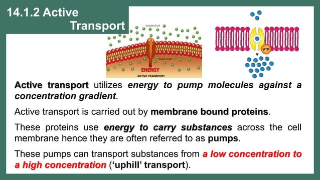 TRANSPORTATION IN PLANTS AND CIRCULATION IN ANIMALS.ppt | Gardening ...