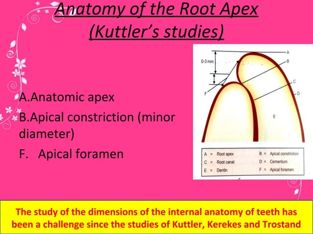 Working length determination | PPT | Dental Health | Diseases and ...