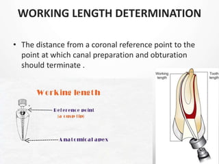 Working length determination apex and the methods | PPTX | Dental ...