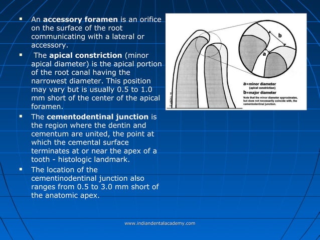 Working length determination /prosthodontic courses | PPT