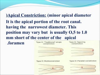 Working length determination | PPT