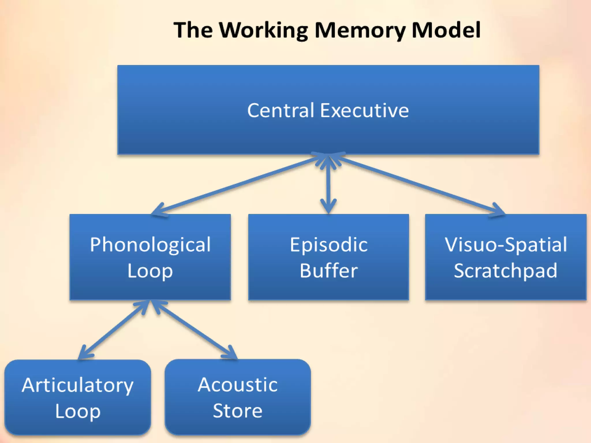 Working memory | PPTX