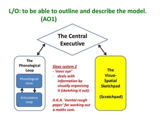 Working memory model, case study cw & evaluate msm | PPTX