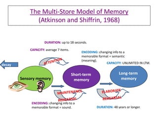 Working memory model, case study cw & evaluate msm | PPTX