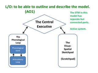 Working memory model, case study cw & evaluate msm | PPTX