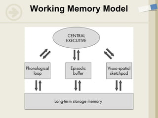Working Memory Model - Sunwoo, Marz | PPT