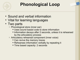 Working Memory Model - Sunwoo, Marz | PPT