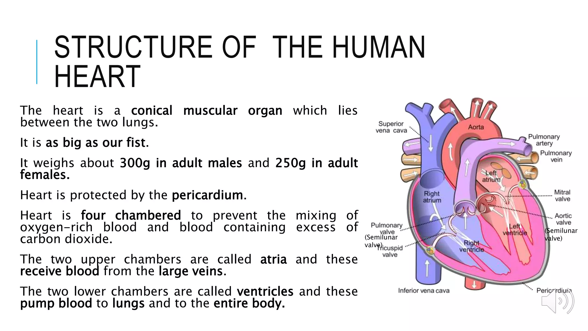 Working of Human Heart .pptx