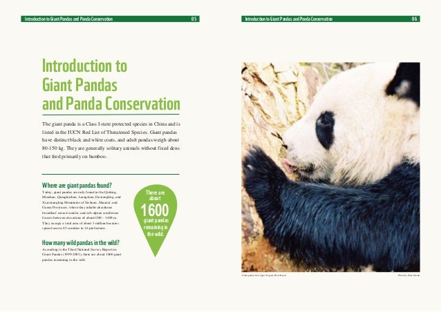 Wildlife Conservation Panda Logo