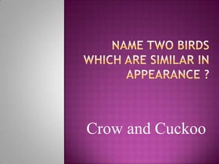 Worksheet 2 | PPTX | Birds | Pets