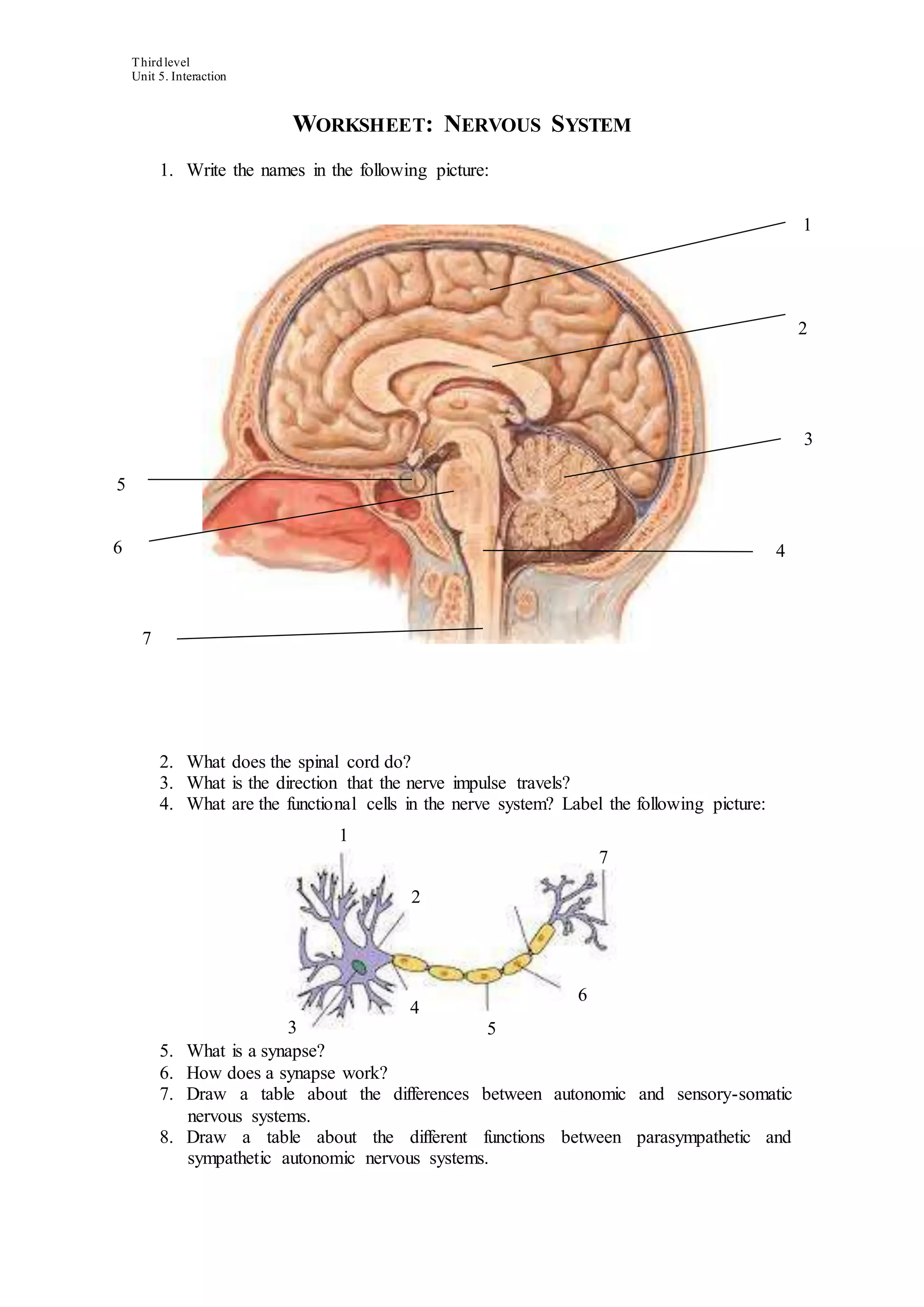 Worksheet 2. nervous system | PDF