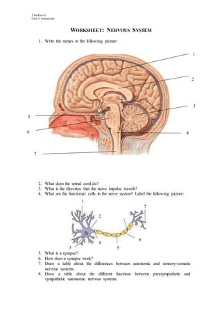 Worksheet 2. nervous system | DOC