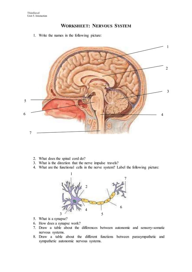 Worksheet 2. nervous system | PDF
