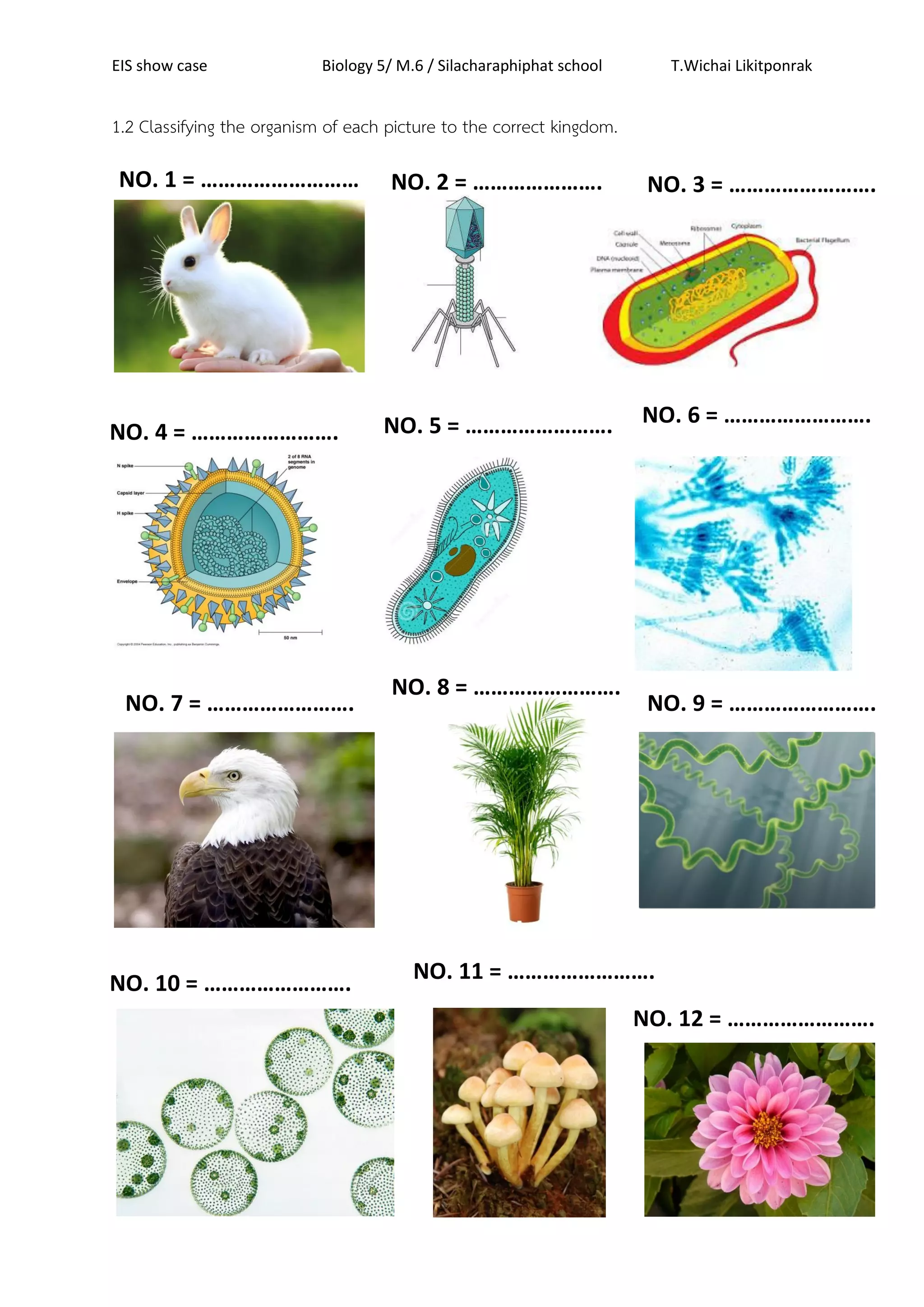 Worksheet biolo gy6 | PDF