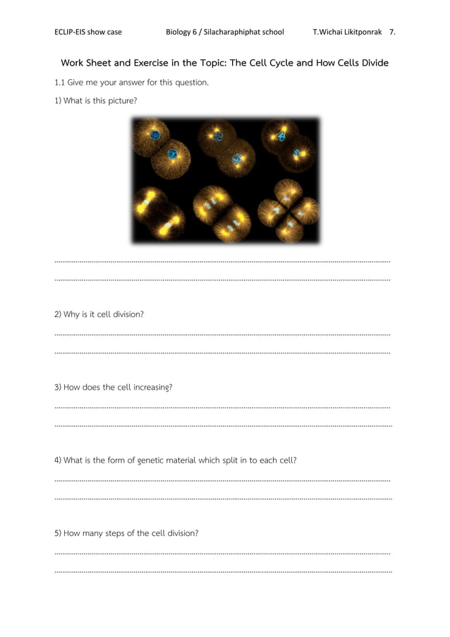 Worksheet cell division | PDF