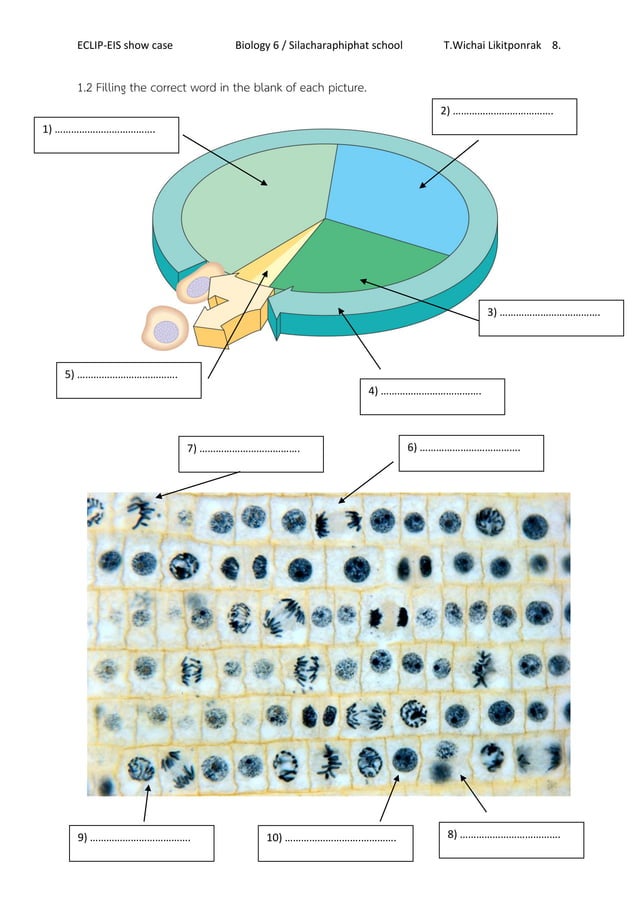 Worksheet cell division | PDF