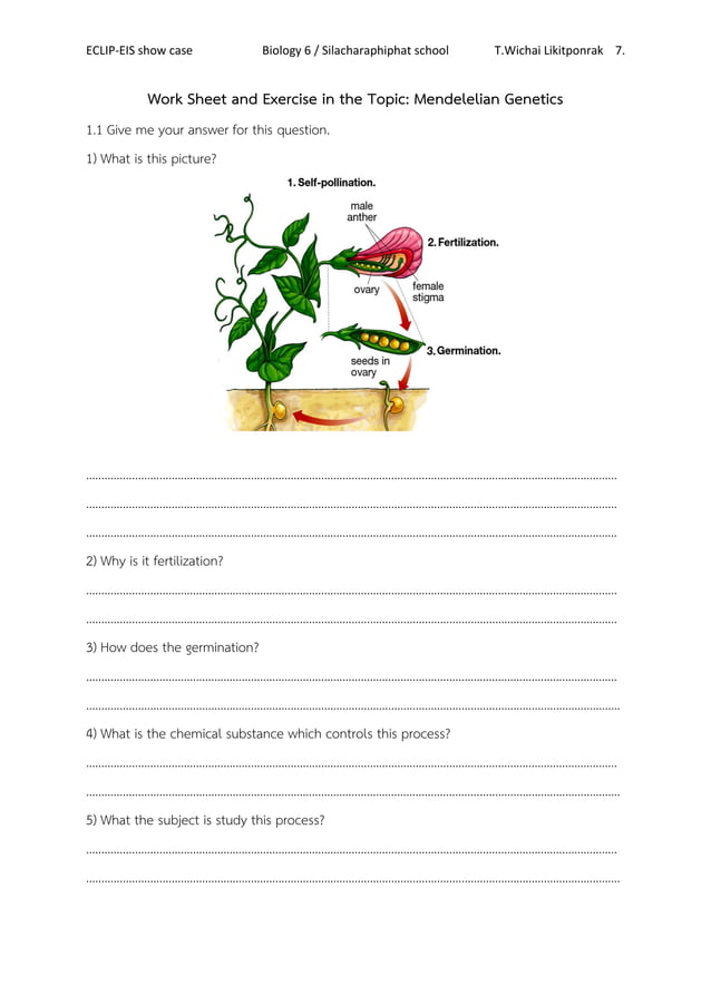 Worksheet genetics mendel | PDF