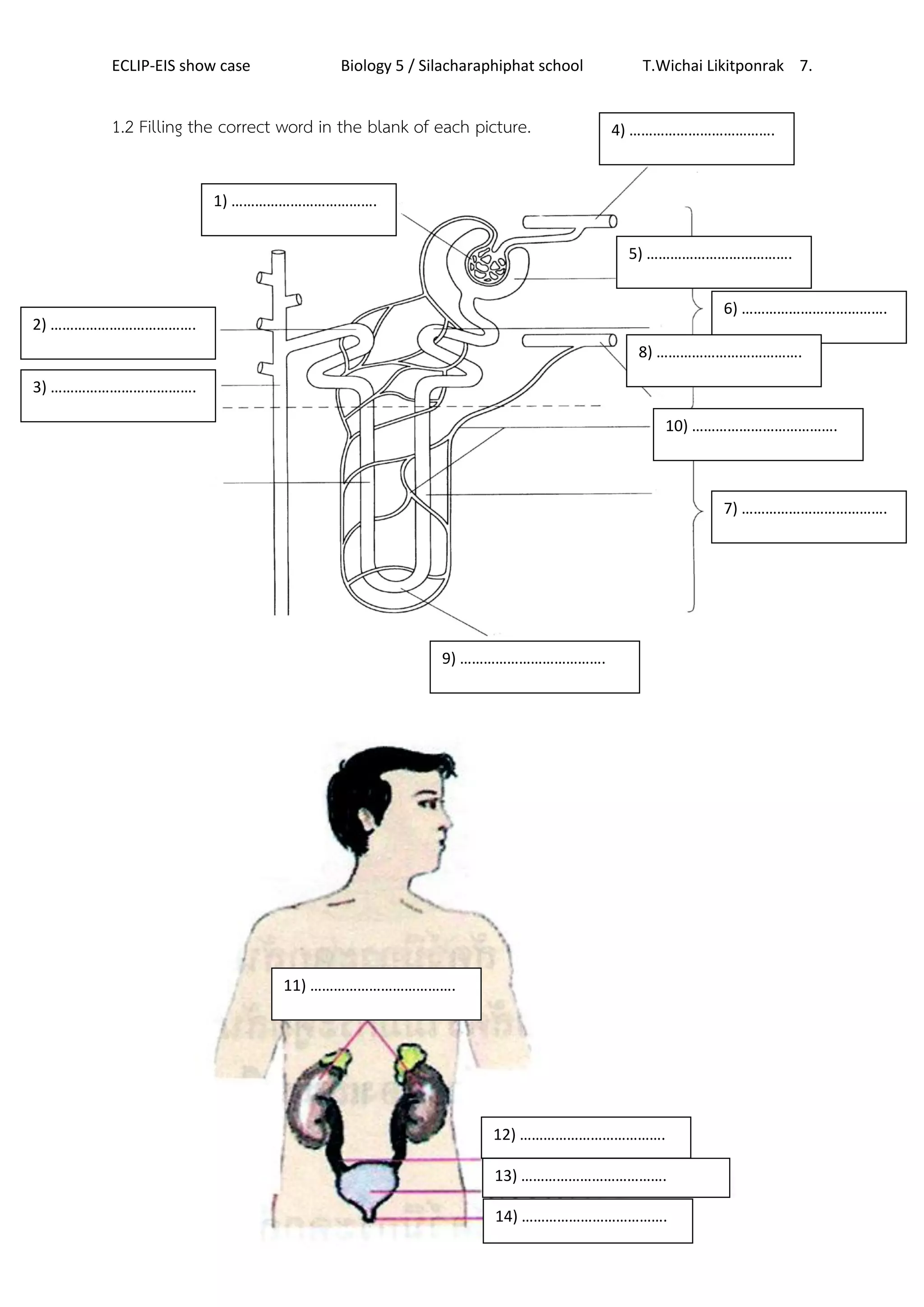 Worksheet human kidney | PDF