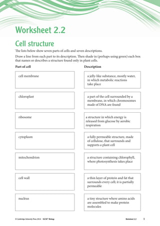 Work sheet on cell organelles | PDF