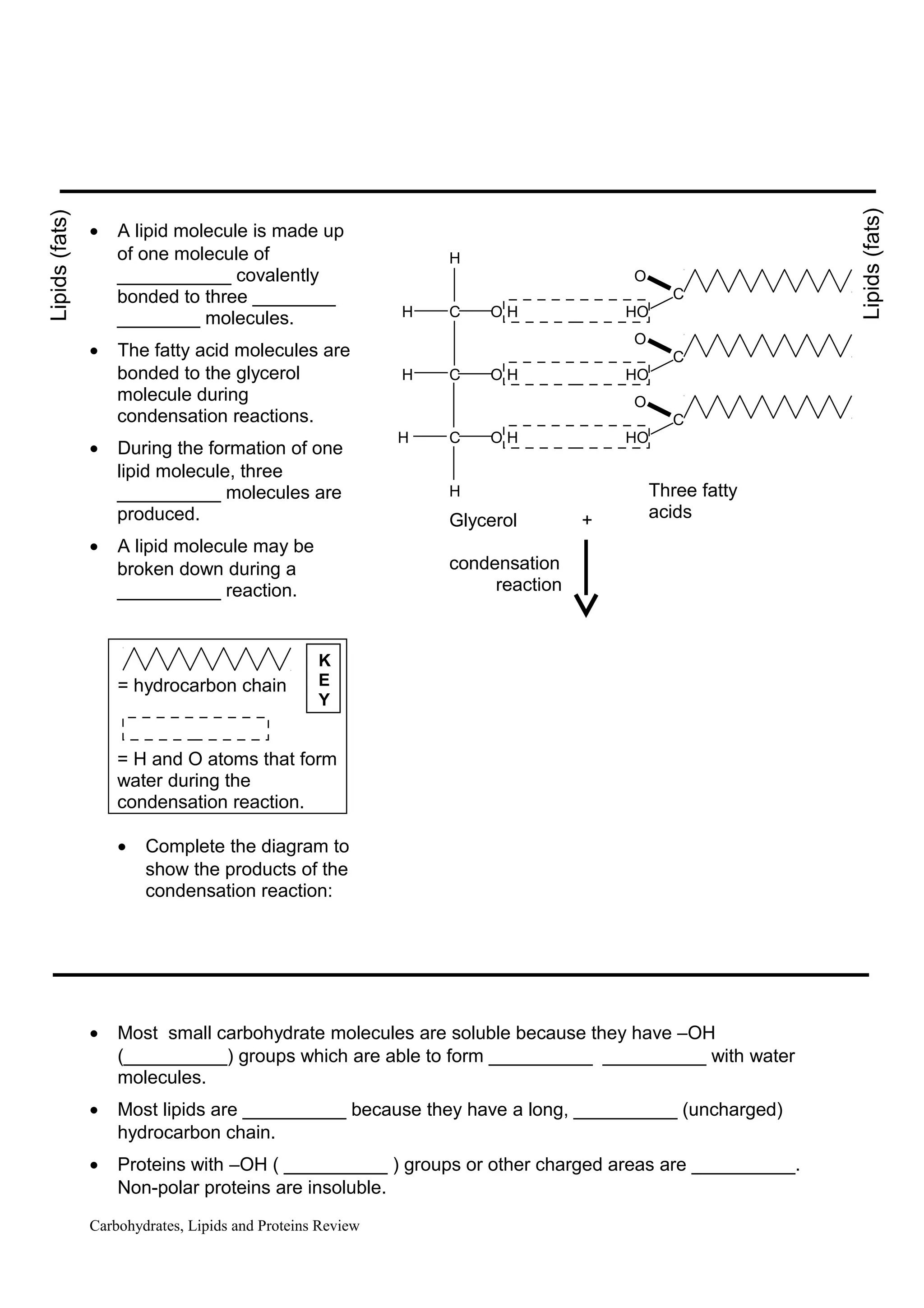 Worksheet review carbs, lipids, proteins | DOC
