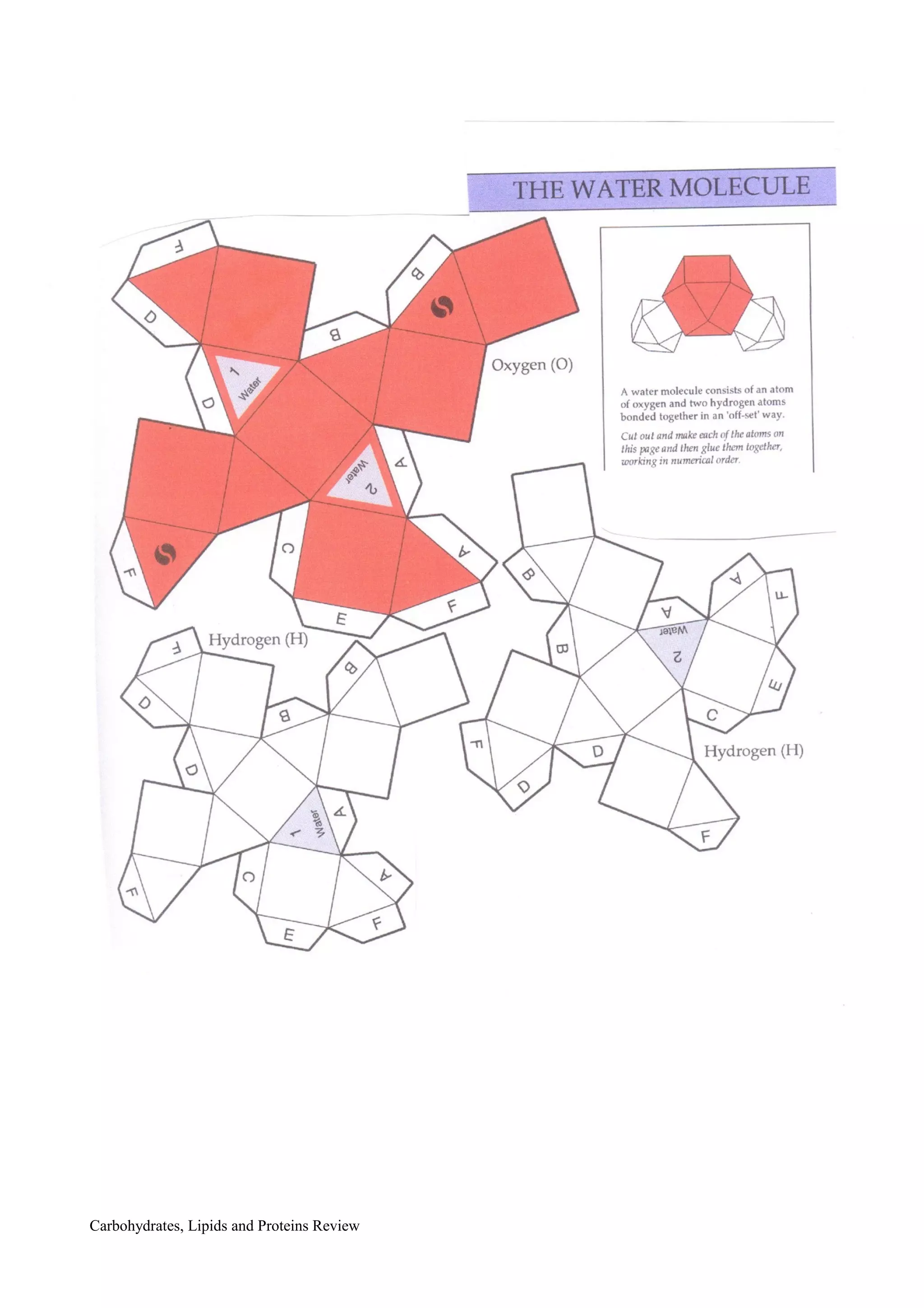 Worksheet review carbs, lipids, proteins | DOC