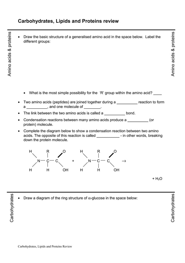 Worksheet review carbs, lipids, proteins | PDF
