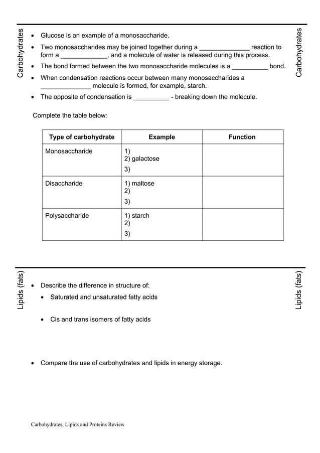 Worksheet review carbs, lipids, proteins | PDF