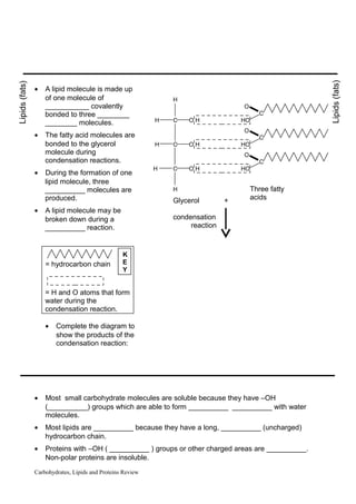 Worksheet review carbs, lipids, proteins | DOC