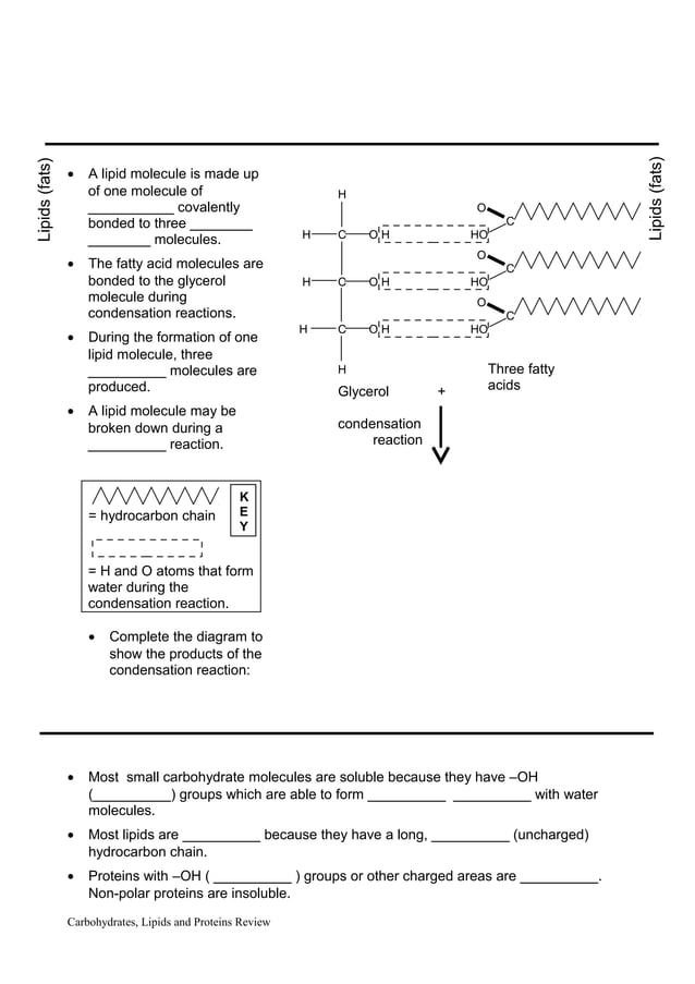 Worksheet review carbs, lipids, proteins | PDF