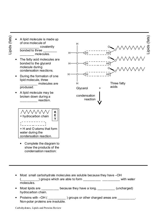 Carbohydrates Lipids And Proteins Worksheet