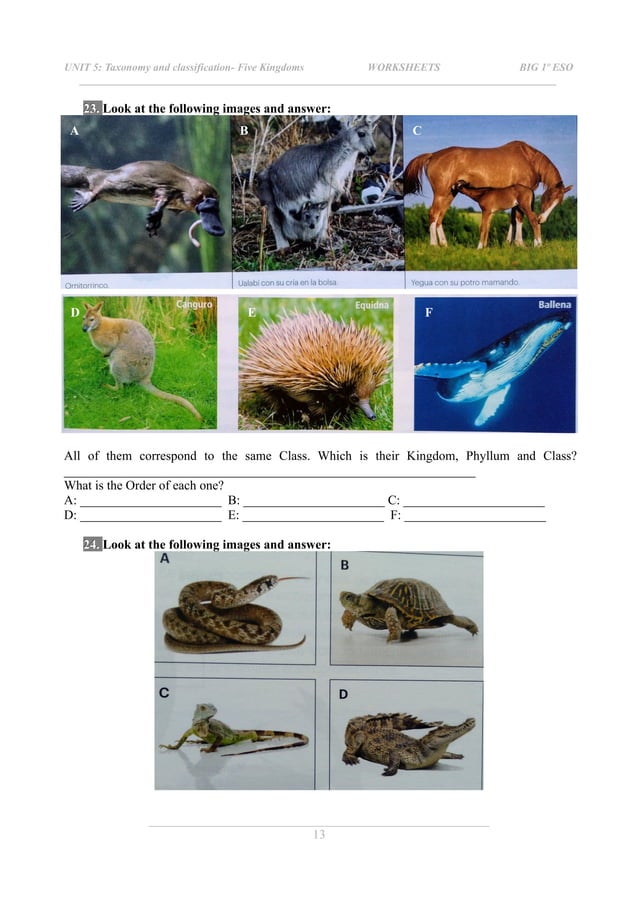 Worksheets taxonomy and clasification | PDF