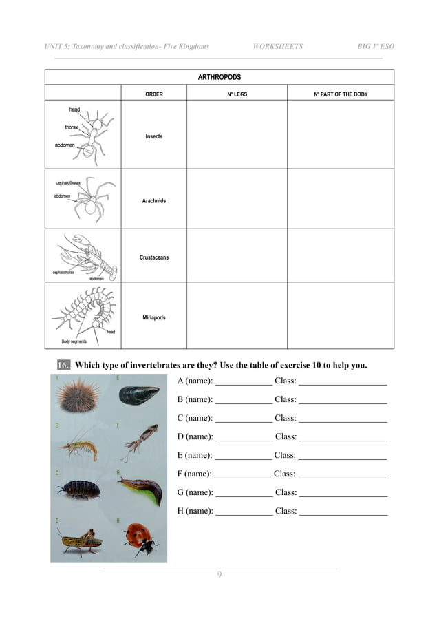 Worksheets taxonomy and clasification | PDF