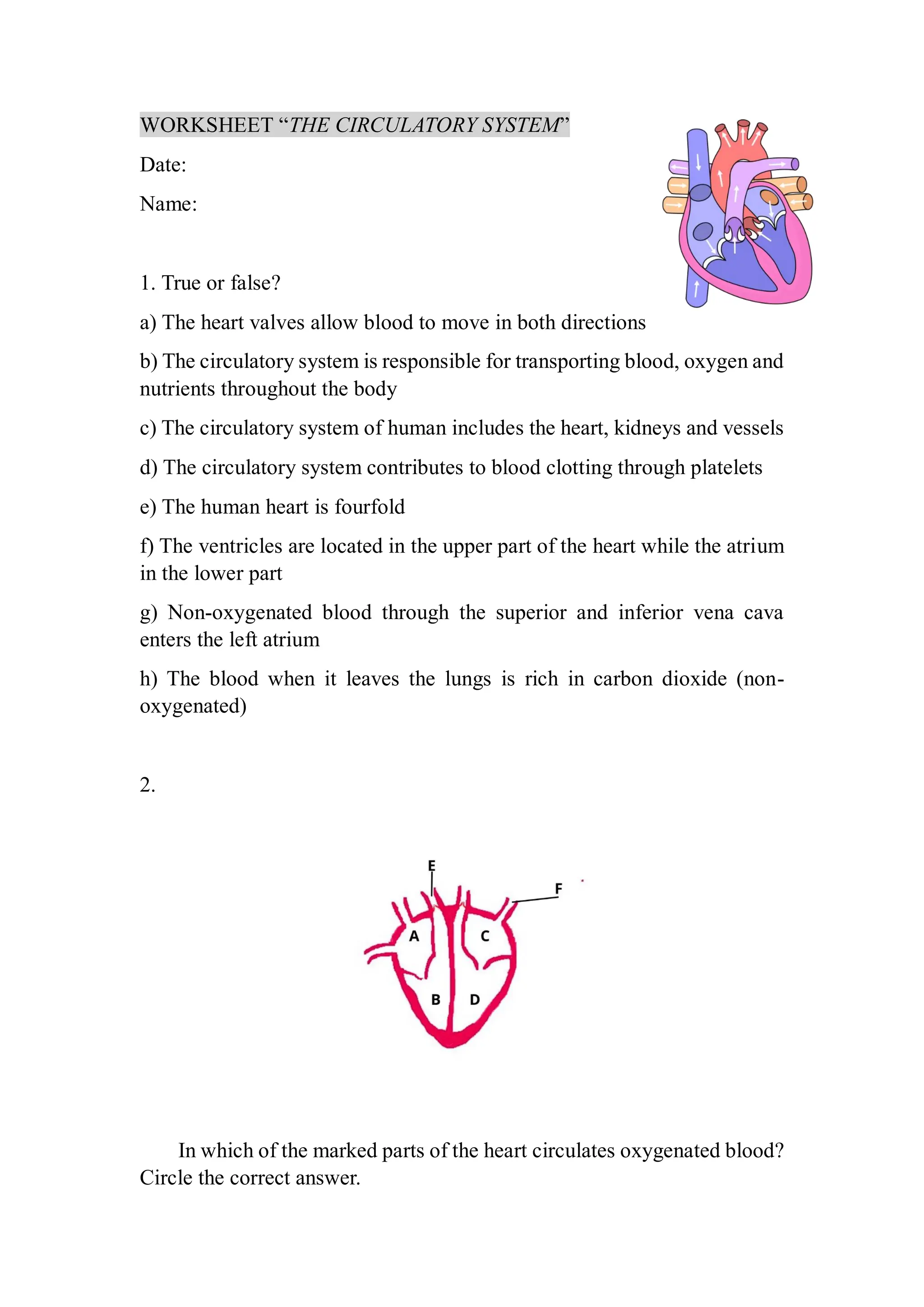 WORKSHEET THE CIRCULATORY SYSTEM.pdf/ For Biology Teachers and Students ...