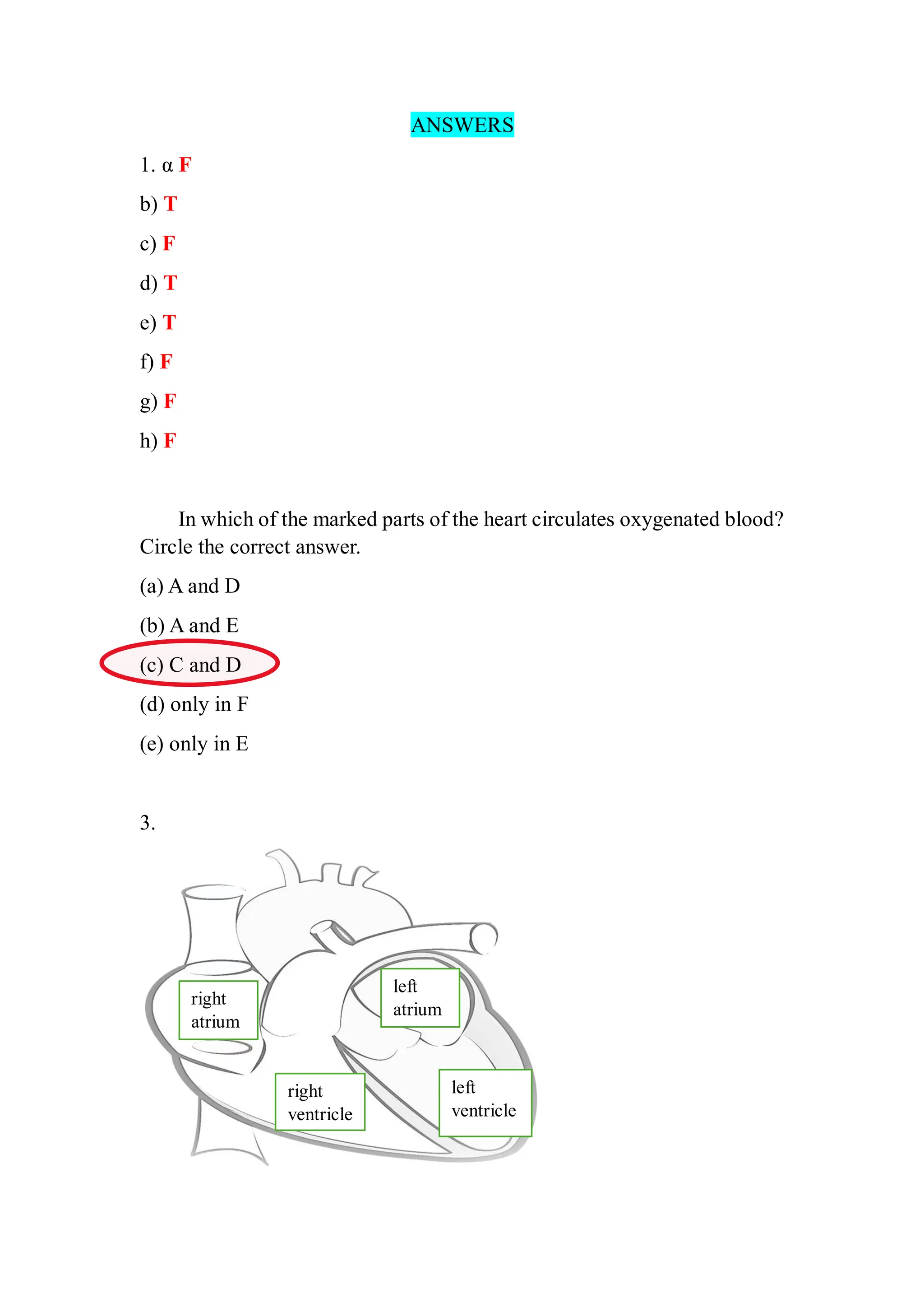 WORKSHEET THE CIRCULATORY SYSTEM.pdf/ For Biology Teachers and Students ...