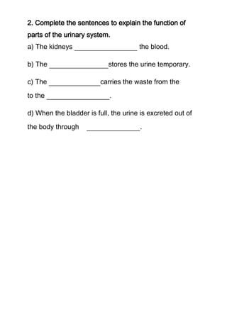 Worksheet urinary system | PDF