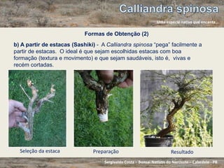 Calliandra spinosa - Uma Nativa Que Encanta | PPTX