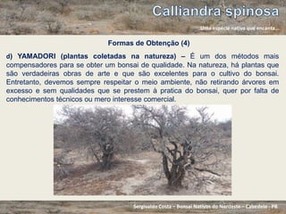Calliandra spinosa - Uma Nativa Que Encanta | PPTX