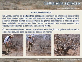 Calliandra spinosa - Uma Nativa Que Encanta | PPTX