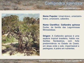 Calliandra spinosa - Uma Nativa Que Encanta | PPTX