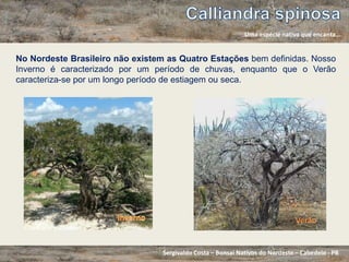 Calliandra spinosa - Uma Nativa Que Encanta | PPTX